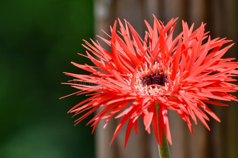 Bright Frilly Gerbera Daisy Bloom Stock Photo - Image of pink, drops ...