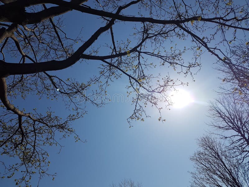 Sunny sky stock photo. Image of sunny, branches, tree - 115995254