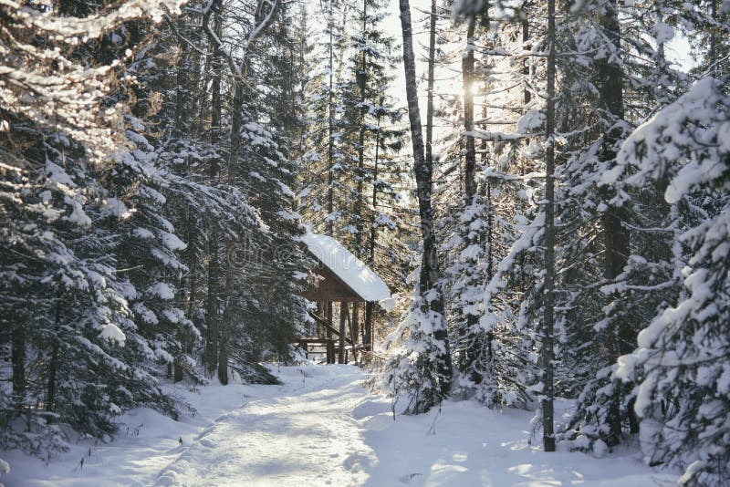 Sunny Snowy Forest. Ural, Zyuratkul Stock Photo - Image of forest ...