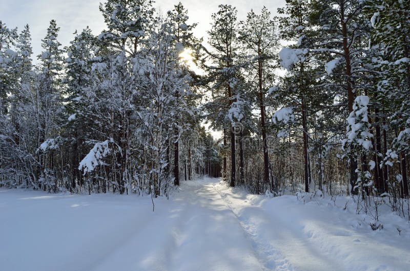Sunny and Snowy Pine Tree Forest with Small Snowy Forest Road Stock ...
