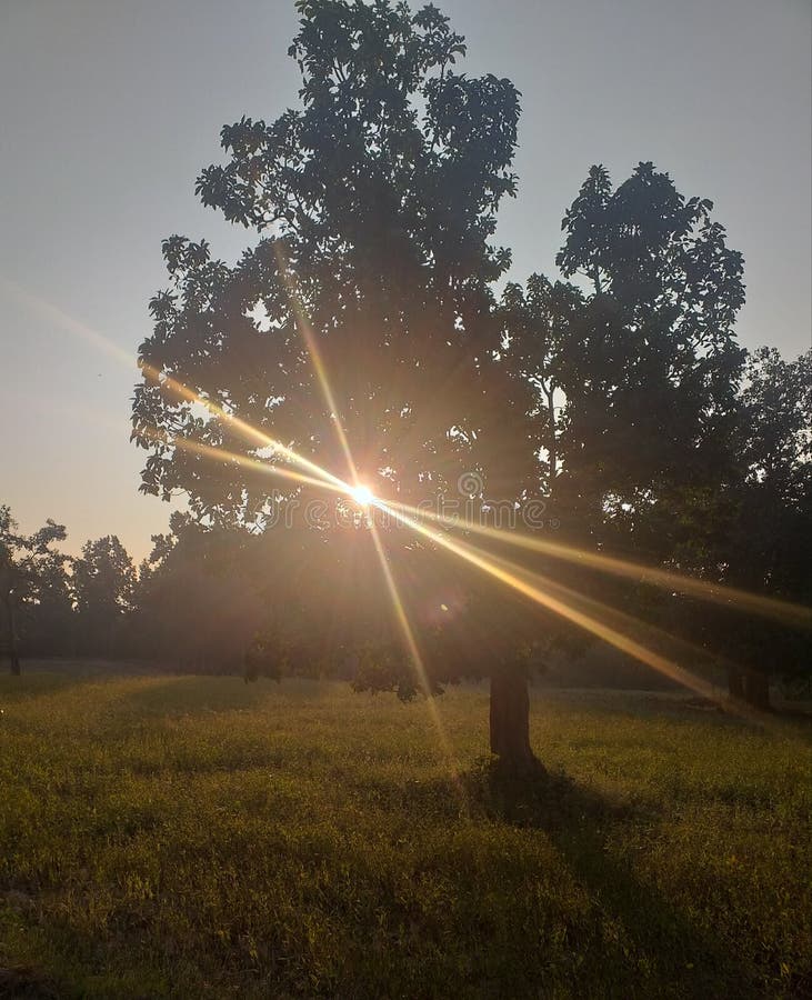 Sunny spikes stock image. Image of tree, nature, spikes - 170754991