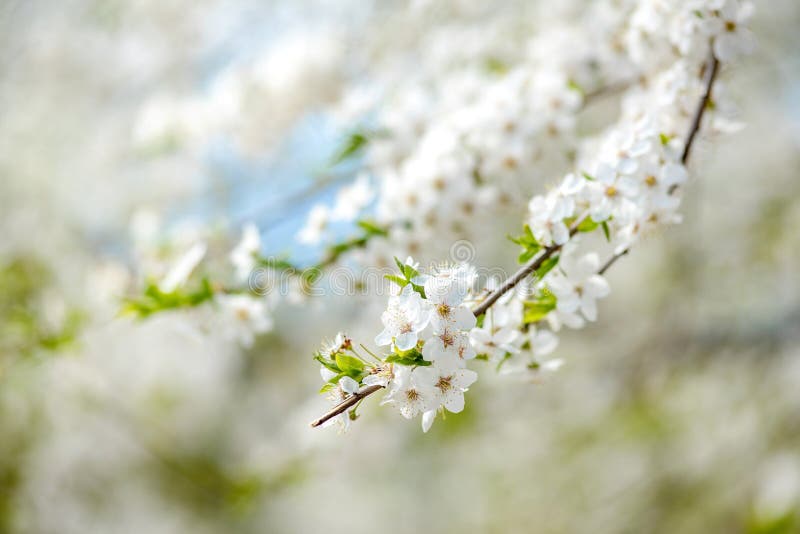 Sunny Spring Abstract Background with White Flowers Stock Photo - Image ...