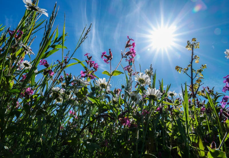 Sunny Spring stock photo. Image of flower, flowers, green - 55855718