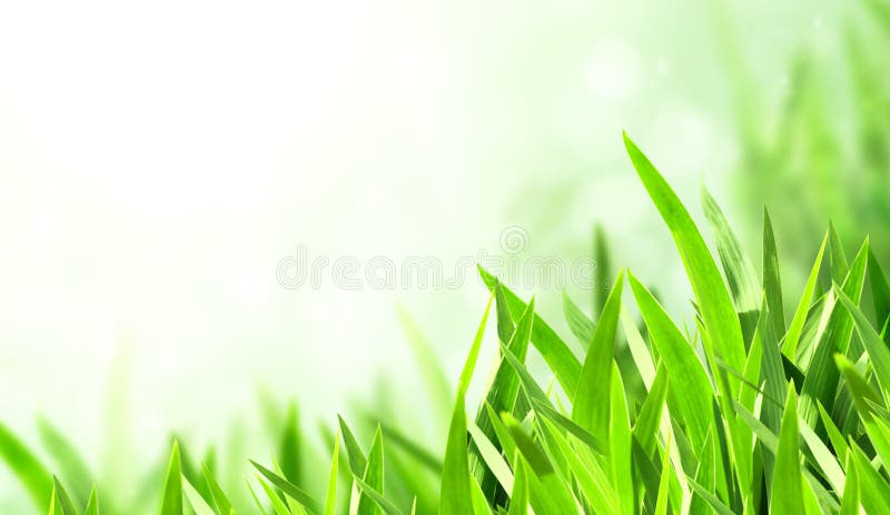 Sunny Spring Background with Green Grass Stock Image - Image of fragile ...