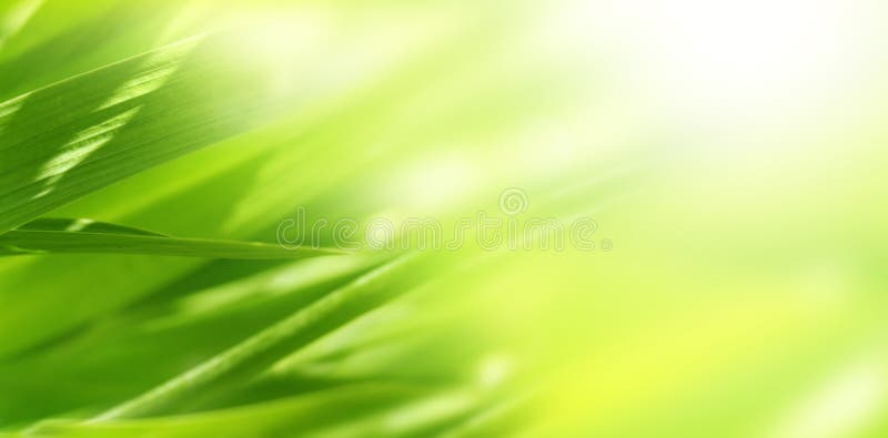 Sunny Spring Background with Green Grass. Horizontal Summer Banner with ...