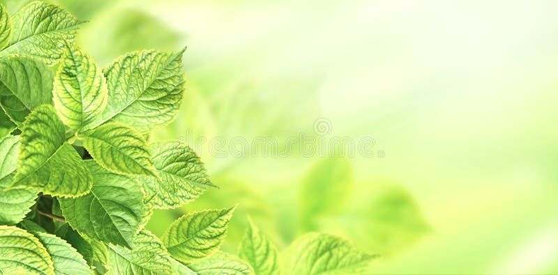 Sunny Spring Background with Green Hortensia Leaves. Horizontal Summer ...
