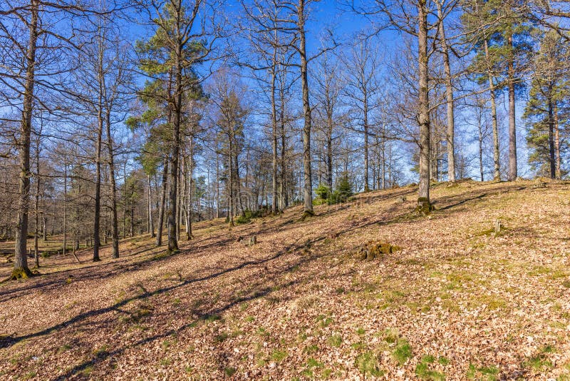 Sunny Spring Day in a Beautiful Deciduous Forest Stock Image - Image of ...