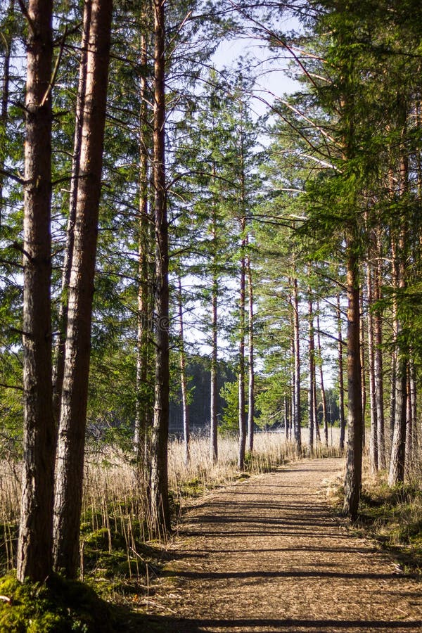 Sunny Spring Day in the Forest Stock Photo - Image of calm, outdoors ...