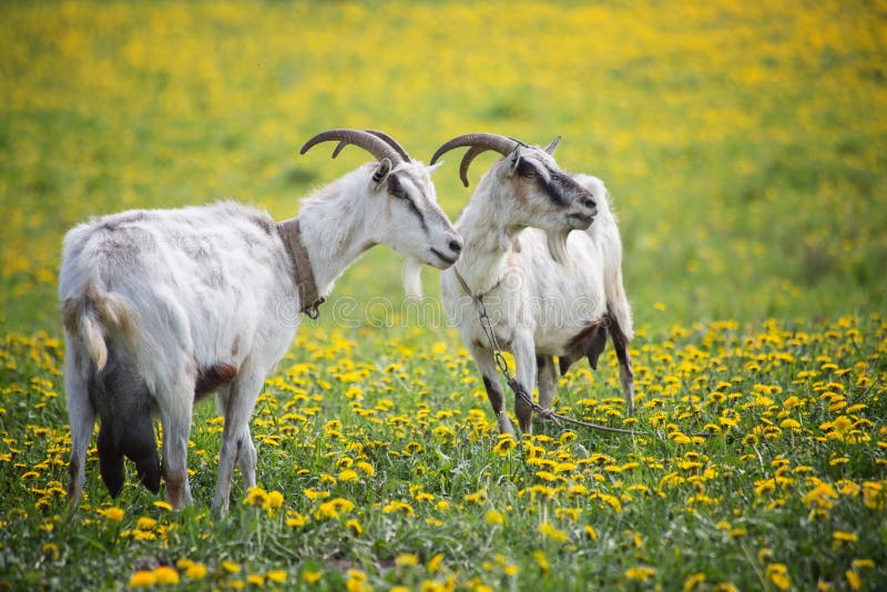 Goats Graze on a Spring Meadow with a Sunny Day Stock Image - Image of ...