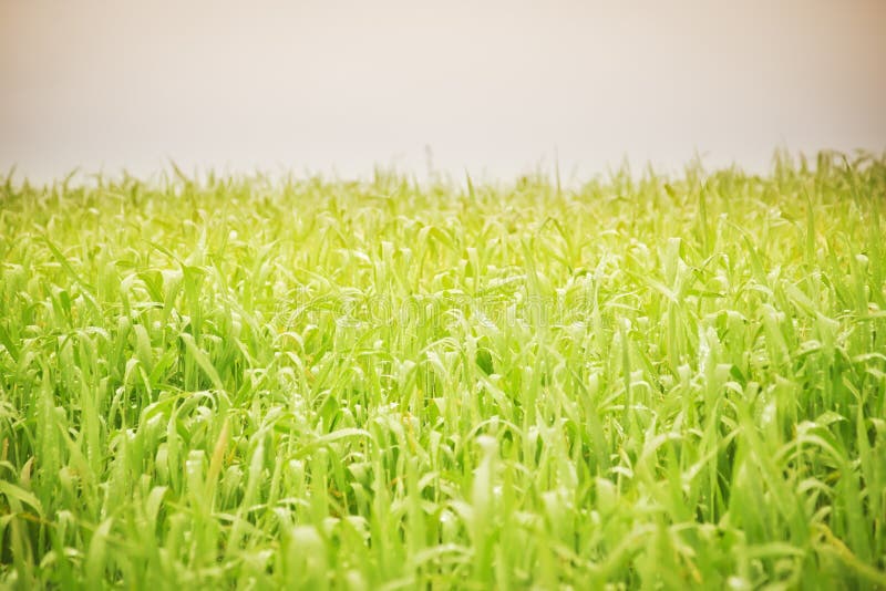 Sunny spring day stock photo. Image of nature, rural - 41366742