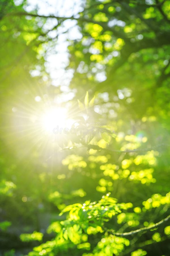 Sunny Spring Day Nature Landscape Sun Rays Stock Photo - Image of time ...