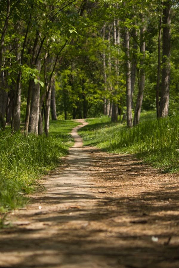 On a Sunny Spring Day, a Path in a Forest Stock Photo - Image of path ...
