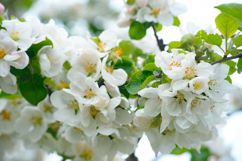 Sunny Spring Flower Landscape with Apple Spring Flowers in Spring ...