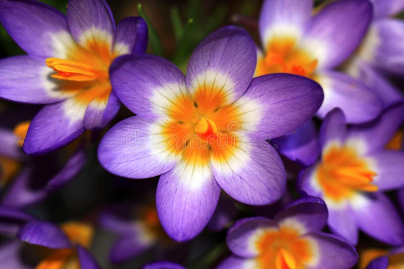 Sunny Spring Flowers in the Garden Stock Photo - Image of bright ...