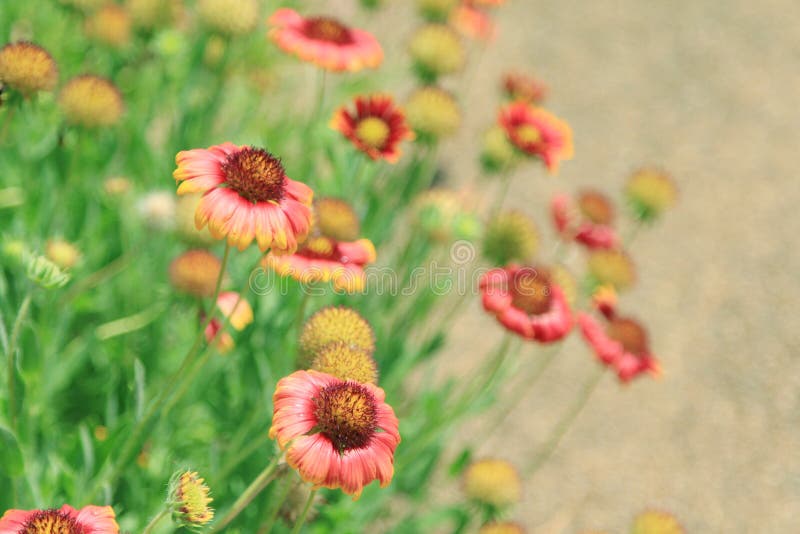 Sunny spring with flowers stock image. Image of spring - 41228571