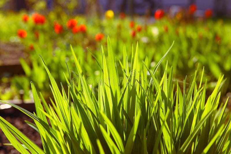 Sunny Spring Garden with Grass and Tulip Flowers Stock Image - Image of ...