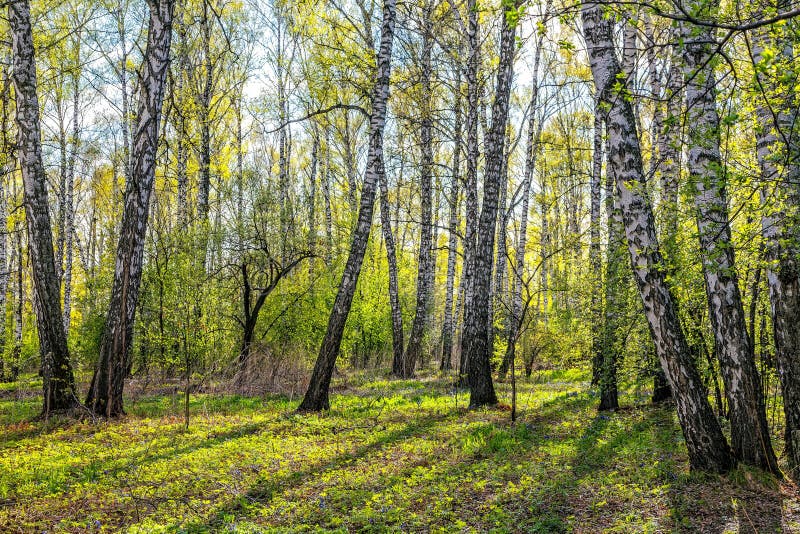 Sunny spring morning. stock image. Image of nature, environment - 25850095