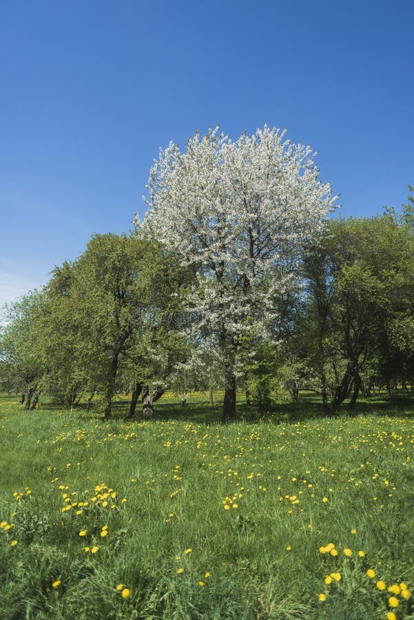 Sunny spring landscape stock photo. Image of sunny, blue - 114873420