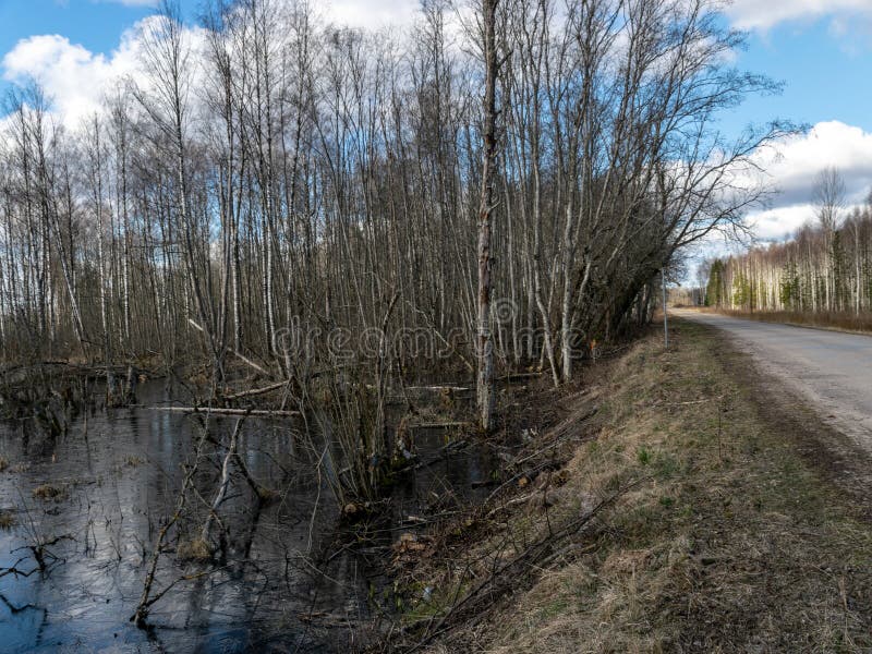 Sunny Spring Landscape with a Flooded River, Rotten Old Trees and ...