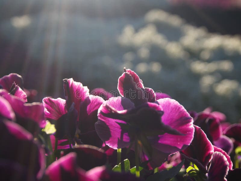 Sunny spring morning stock photo. Image of blooming, spring - 34982932