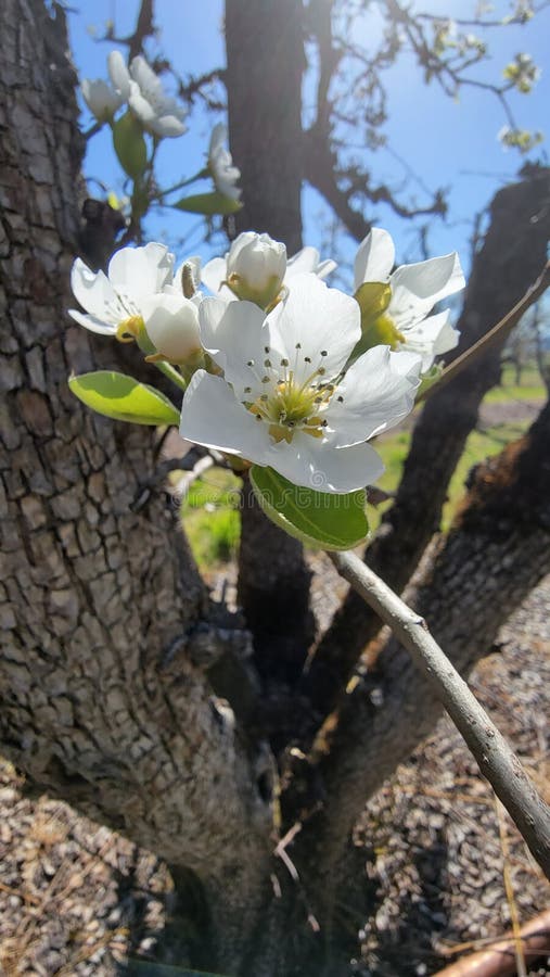 Sunny Spring Pear Tree Blooms Stock Image - Image of pear, spring ...