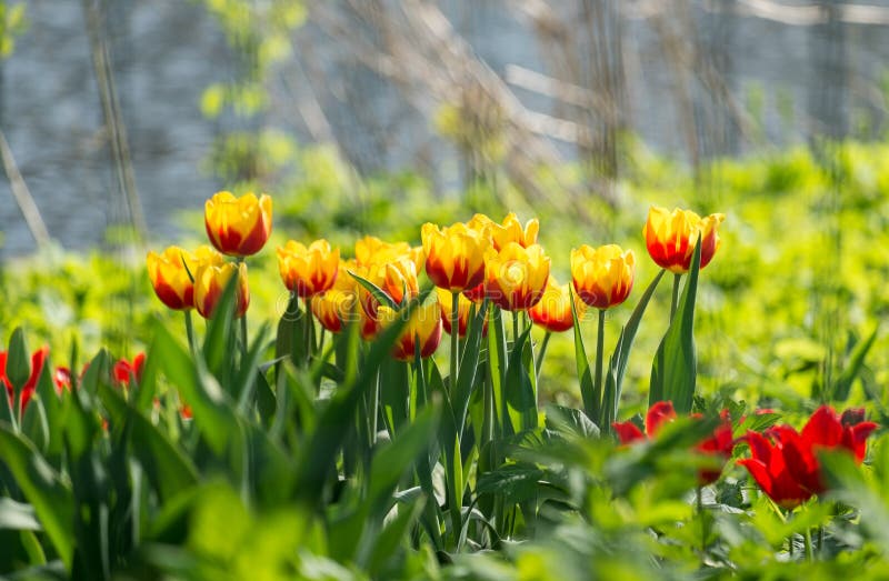 Sunny spring tulips stock photo. Image of elegant, green - 72237626