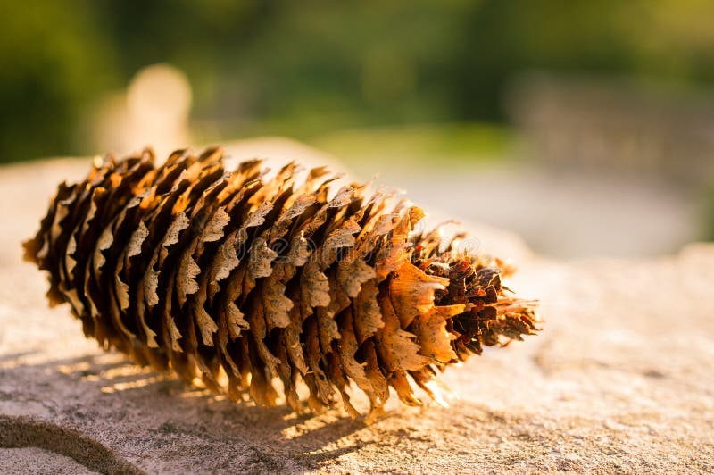 Sunny strobile stock image. Image of like, colors, strobile - 43058183