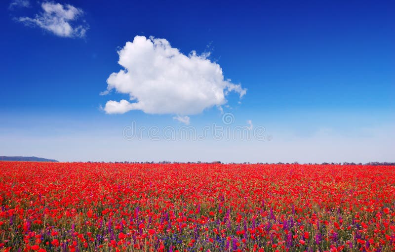 Ppoppy field stock photo. Image of grass, countryside - 30227412
