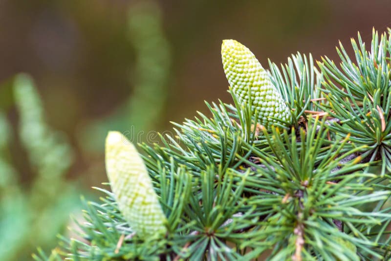 Cone Cedar of Lebanon. Cedrus Libani or Lebanon Cedar is Evergreen ...