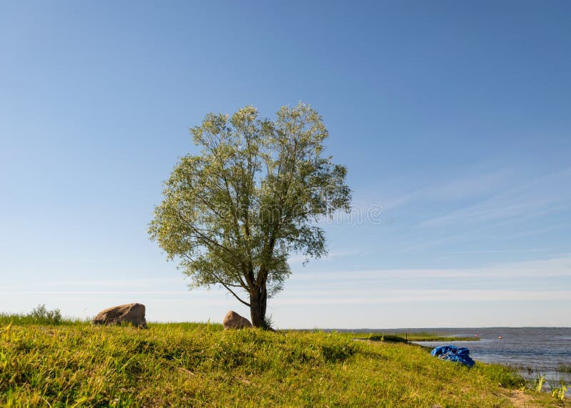 Summer Landscape with a Tree by the Lake Stock Photo - Image of nature ...