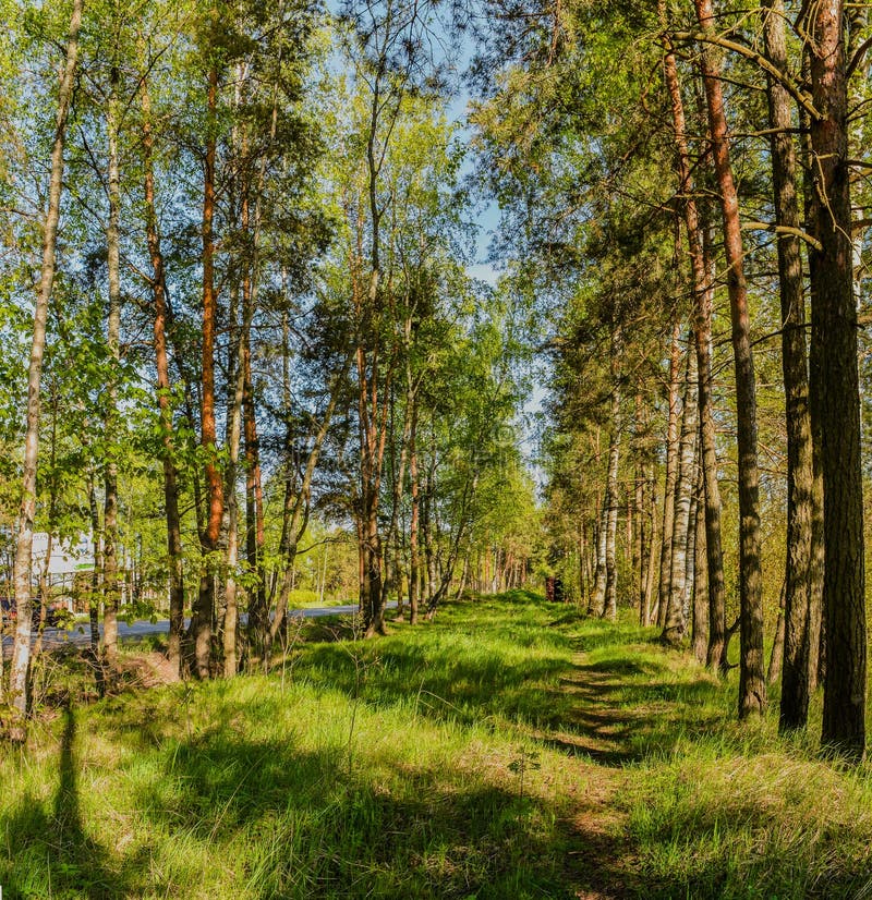 A Sunny summer morning stock photo. Image of morning - 93828000