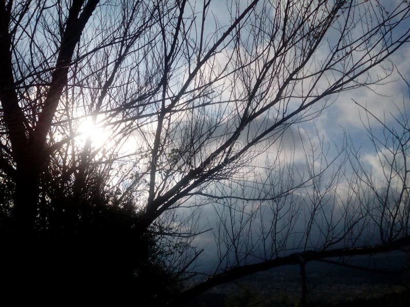 Sunny stock photo. Image of tree, sunny, trees - 69000332