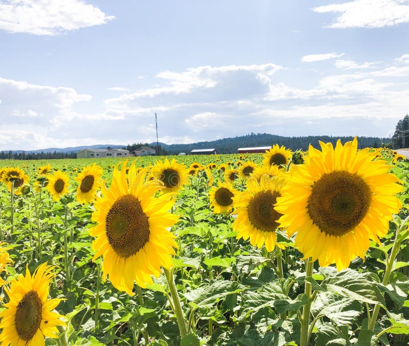 Sunflower field stock image. Image of cute, love, sunflower - 181586783