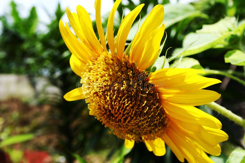 Sunny Sunflower Side Profile Picture. Image: 3066119