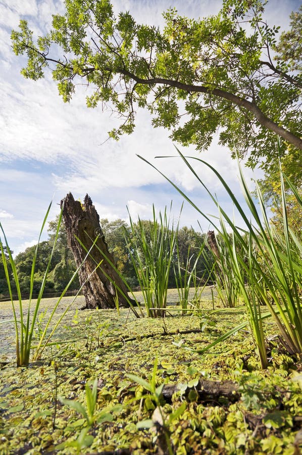 Sunny swamp low view stock image. Image of rural, bright - 33996591