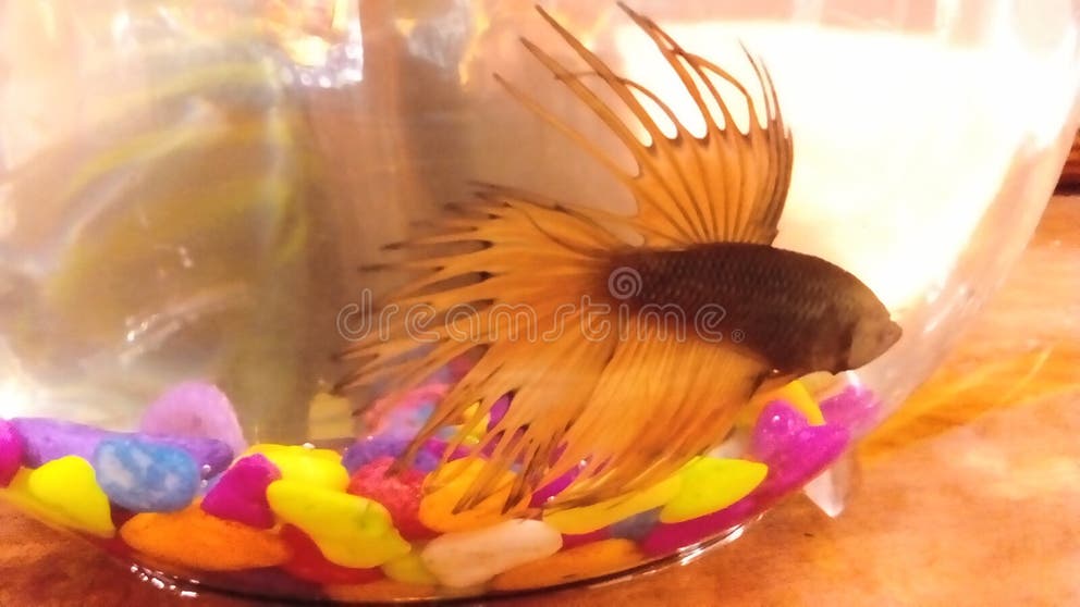Sunny Tailed Cute Fish Stock Photos - Free & Royalty-Free Stock Photos ...