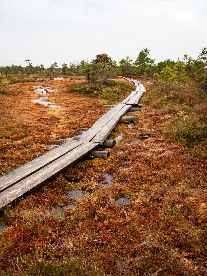 Sunny Tourist Track with Boardwalks Stock Photo - Image of crossing ...