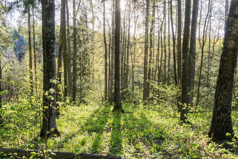 Sunny Tourist Trail in the Woods in Spring Stock Photo - Image of ...