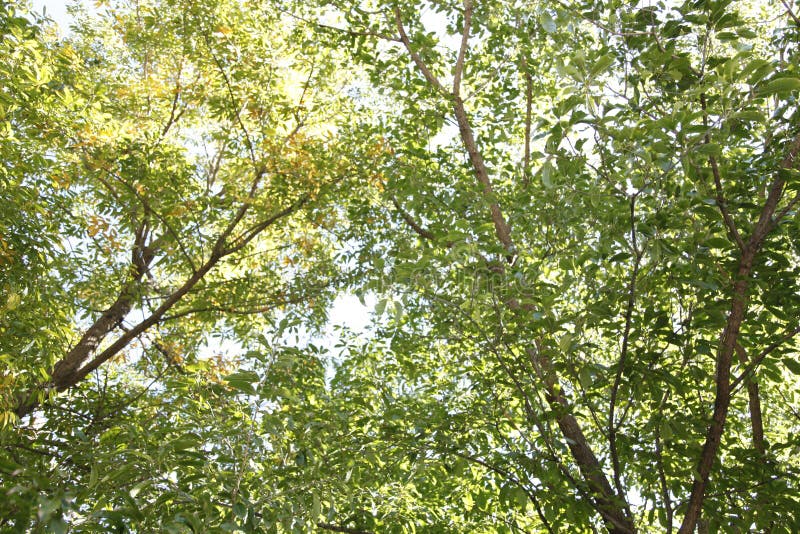 Sunny Tree stock image. Image of tree, branches, nature - 11698101