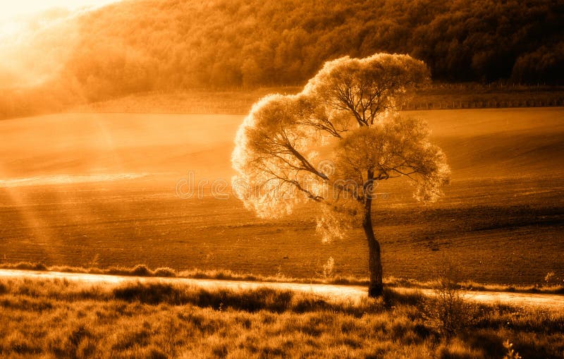 Sunny Tree stock photo. Image of fantastic, landscape - 18153420