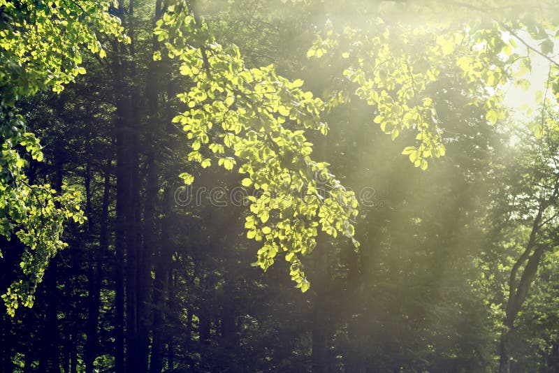 Sunny tree stock photo. Image of golden, forest, colours - 3027524
