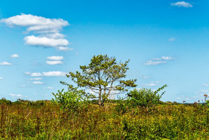 Sunny Tree stock image. Image of landscape, nature, beautiful - 77882613