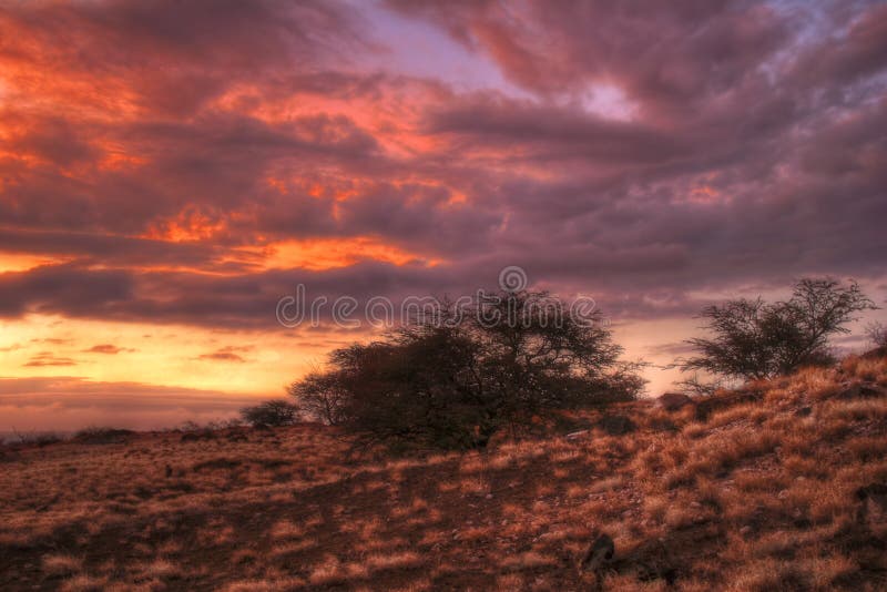 Sunny tree of Hawaii stock image. Image of clouds, canyon - 5238643