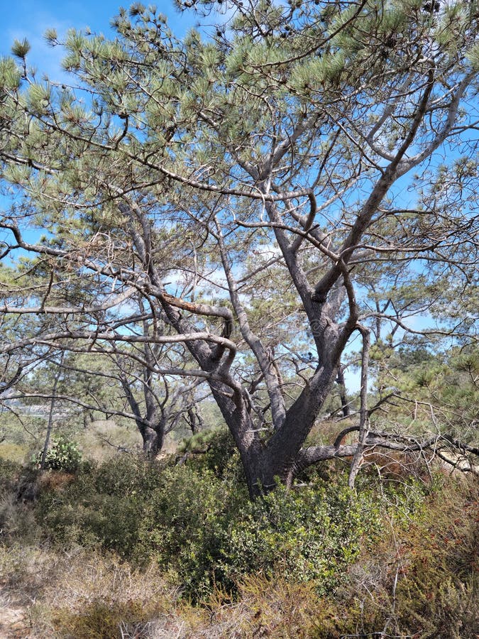 A Sunny Tree on a Hiking Trail with Branches and Leaves Stock Image ...