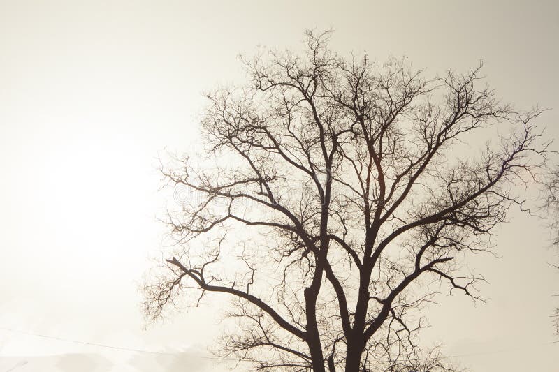 Sunny tree stock photo. Image of light, contrast, sunny - 87959670