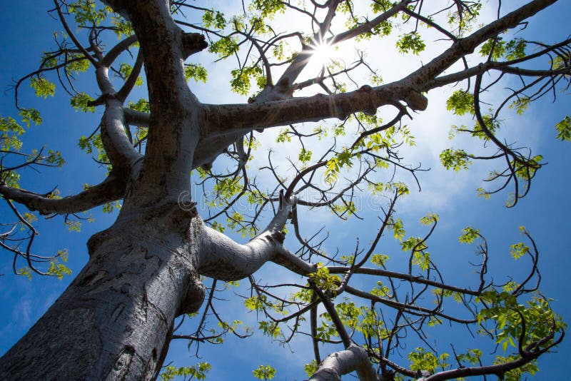 Sunny Tree stock photo. Image of paradise, kelor, place - 35825586