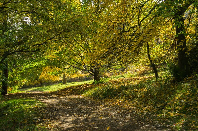 Tree-lined Path in Autumn Bathed in Dappled Sunlight Stock Photo ...