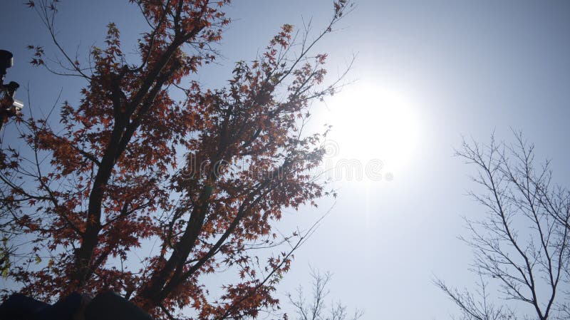 Sunny stock photo. Image of tree, sunny, fall - 110063354