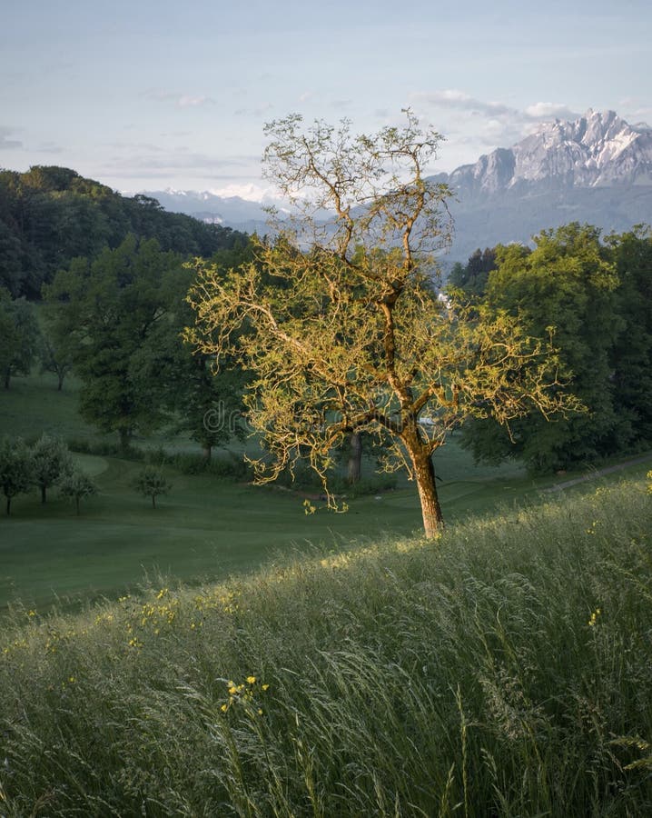 Sunny tree stock photo. Image of light, morning, enlighted - 123523650