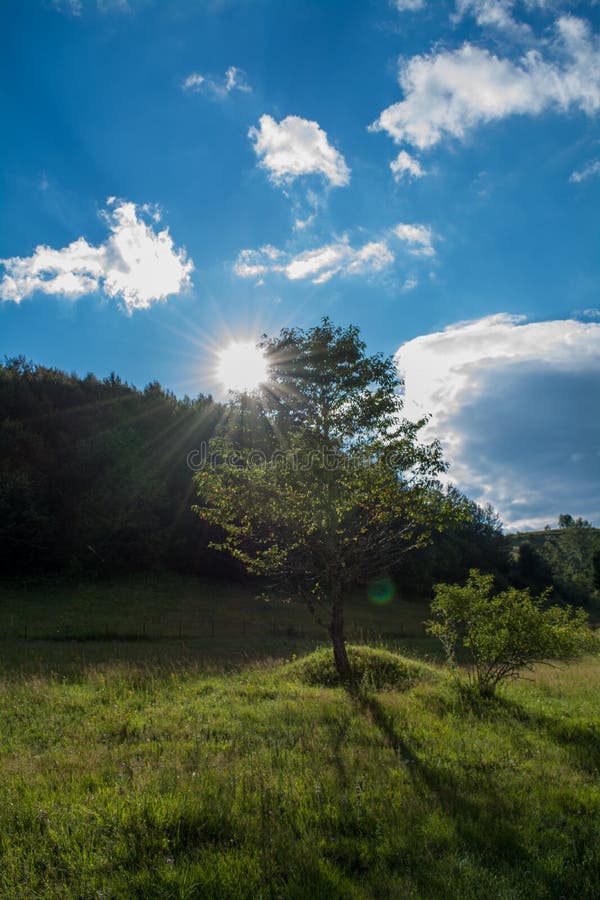 Sunny tree stock photo. Image of colorful, outside, environment - 74617940